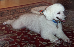 Coastal Poodle Rescue - Home Page